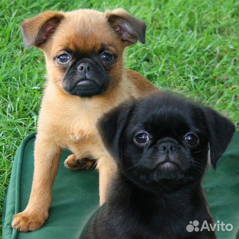 Щенки пти брабансона