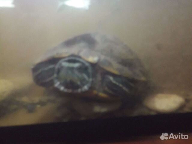 Красноухая черепаха бесплатно