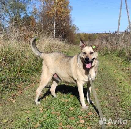 Пышная Булочка в добрые руки