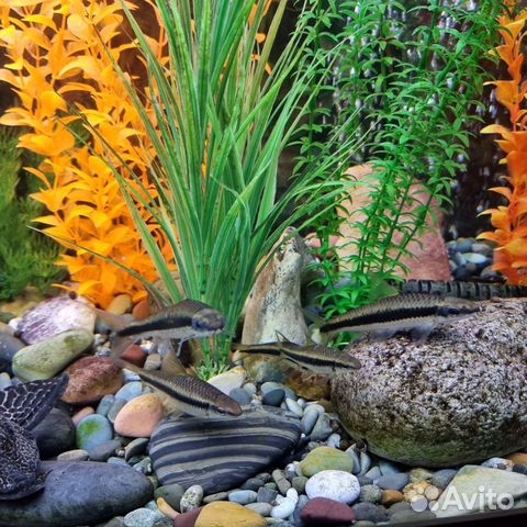 Сиамский водорослеед