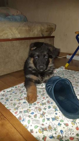 Немецкая овчарка