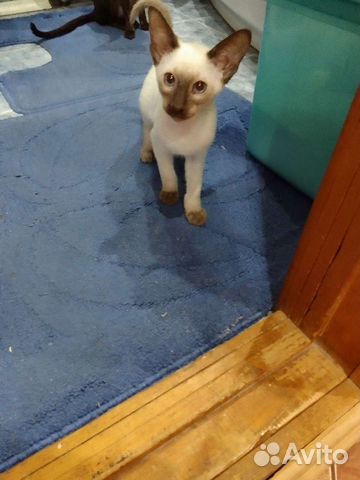 Ориентальный котик