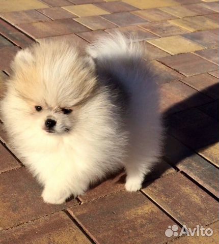 Мальчик померанчик, яркий красавчик