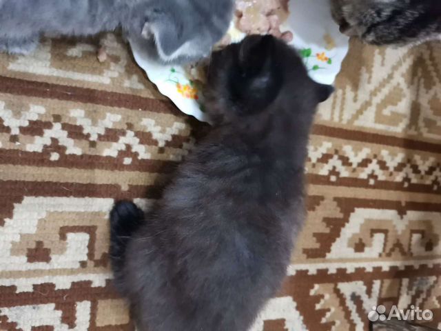 Шотландские котята