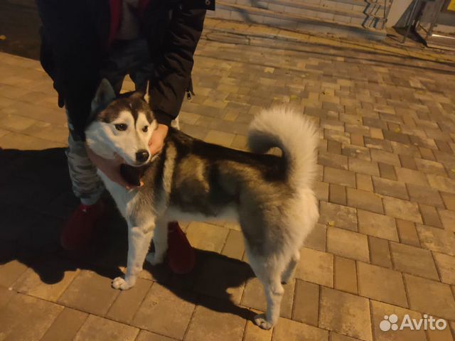 Ищем дом Хаски