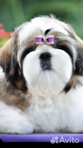 Невероятно красивый подрощенный щенок