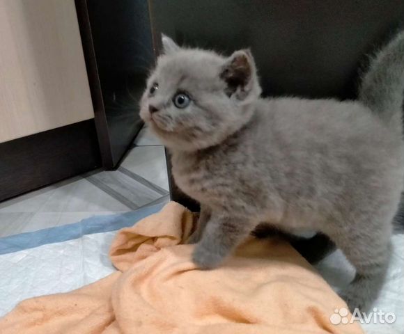 Британская короткошерстная кошка