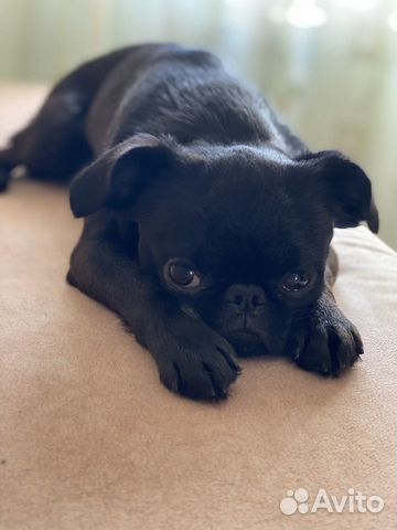 Пти брабансон вязка