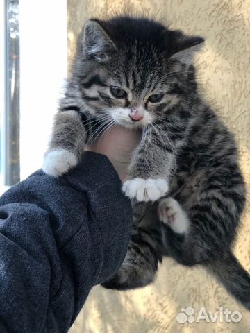 Пушистый колобочек в хорошие руки