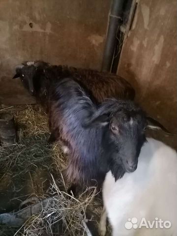 Козëл ломанче/небуйский