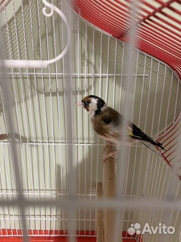 Шегол с клеткой