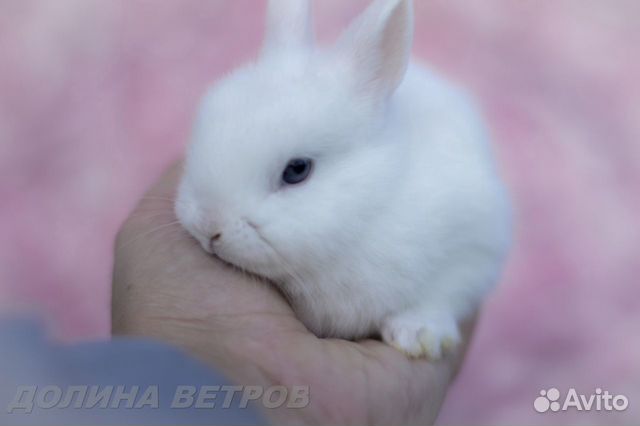 Супер миниатюрные крольчата гармелины