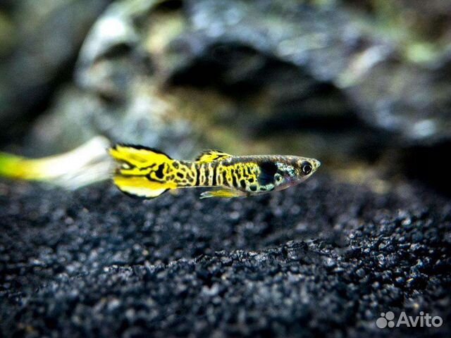 Тигровая гуппи