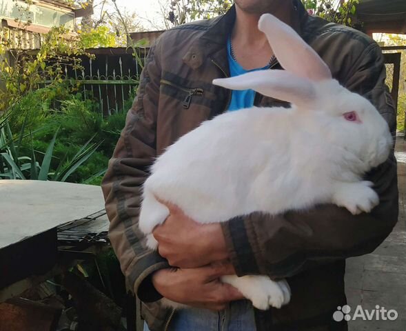 Кролики Великаны