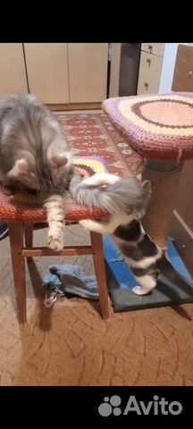 Котенок хакер любящий обнимашки