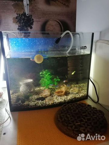 Аквариум с рыбками