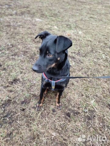 Маленькая собака в добрые руки