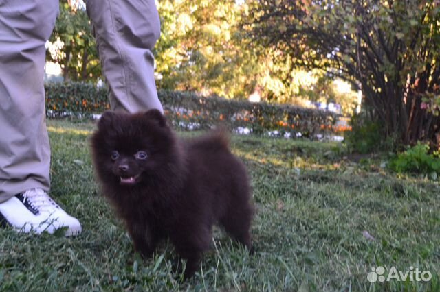 Шоколадная девочка померанского шпица