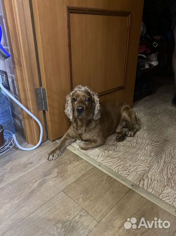 Собака английский коккер спаниель