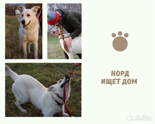 Норд - игривая собака