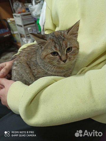 Котенок в добрые руки