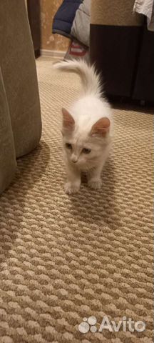 Котята в добрые руки бесплатно