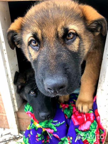 Собака в добрые руки щенок