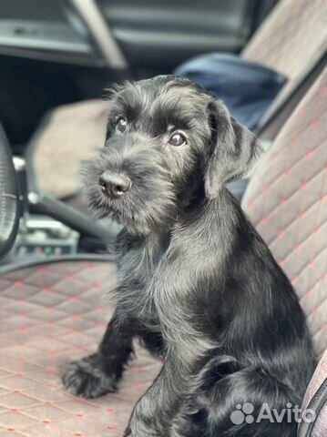 Щенки шнауцера