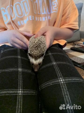 Африканский ежик