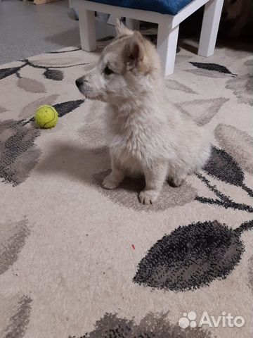 Отдам в добрые руки маленькую хаску