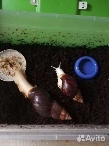 Улитки ахатины с контейнером