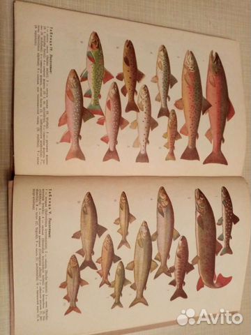 Рыбы для аквариума и бассейна