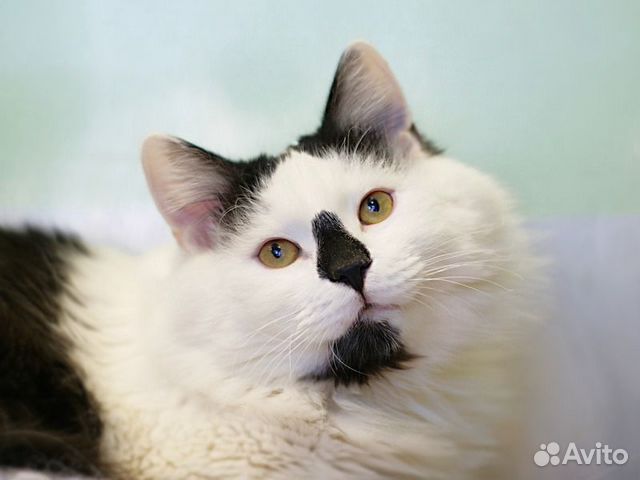 Классный, спокойный и разумный кот Сильвер