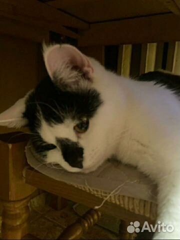 Очаровательная домашняя кошечка Лизочка