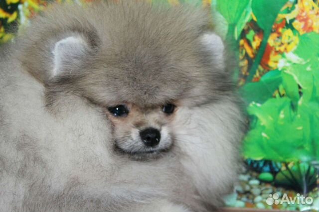 Двое из ларца