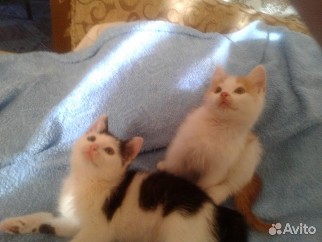 Котики подкидыши бесплатно в добрые руки