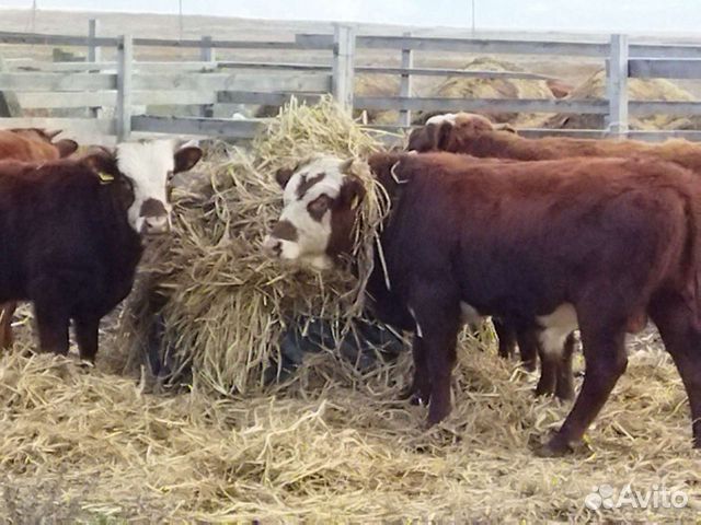 Бычки и быки