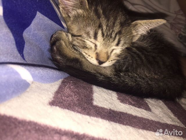 Котёнок в добрве руки