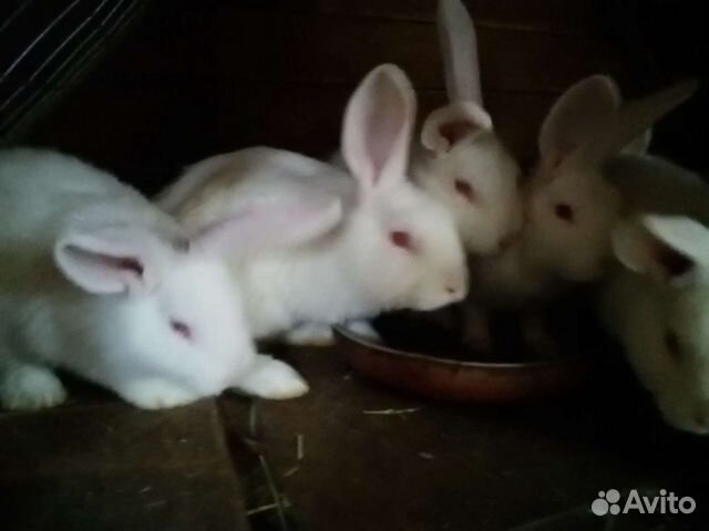 Породистые кролики