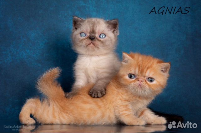 Очаровашки