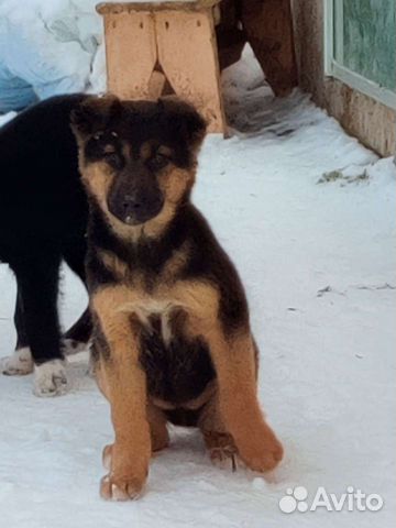 Щенята аля овчарята