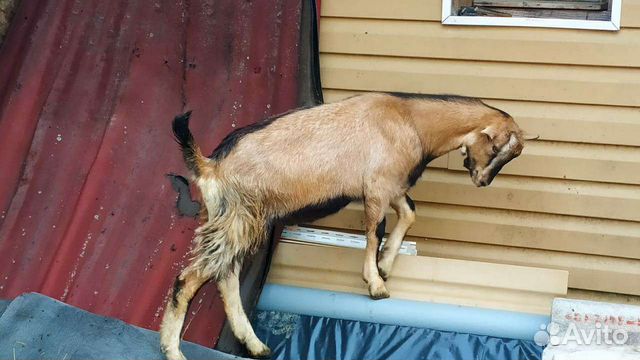 Козел комолый. Мама - альпийка, папа - чех