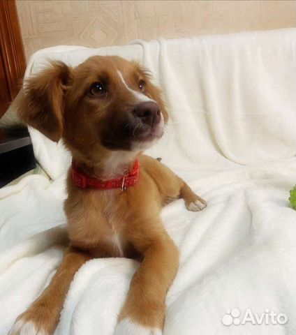 Щенок, девочка, 3,5 мес., ищет дом