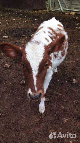 Корова,телята,бычки