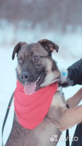 Трогательный молодой Добби отдам