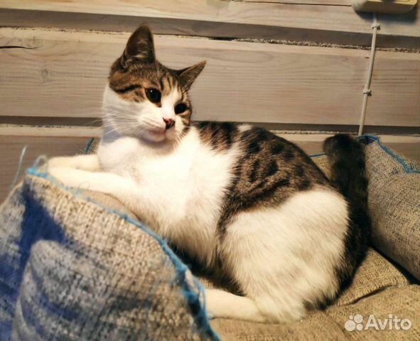 Котёнок ищет дом