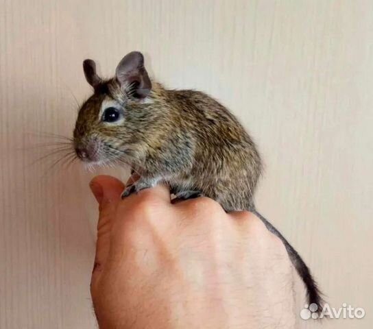 Белки дегу бесплатно