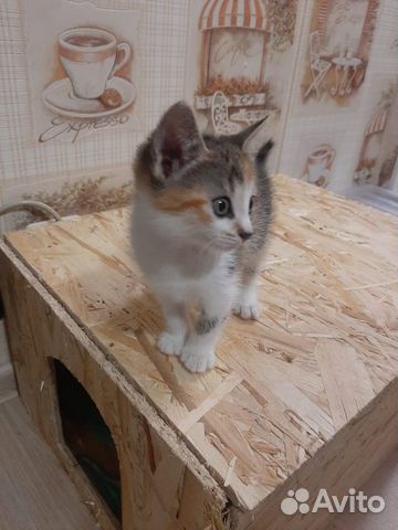 Сладкий ребенок кошка в дар