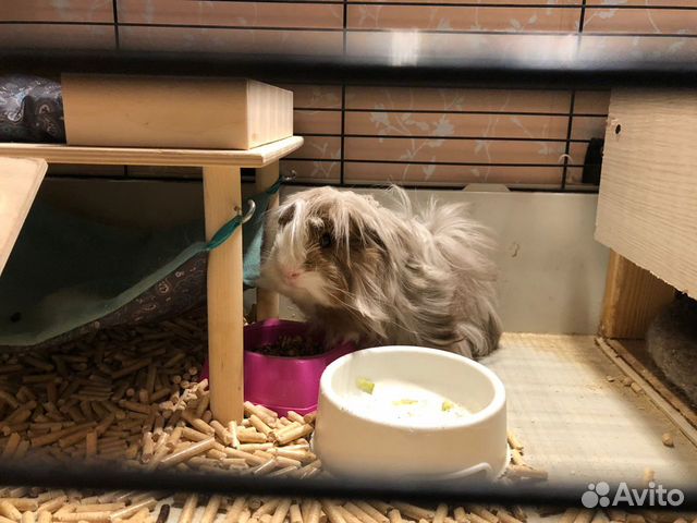 Морские свинки Шелти в добрые руки