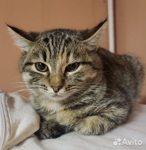Котята из помёта Луговые